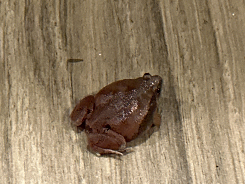 Ornamented Pygmy Frog from Cejlon, Central Province, LK on October 10 ...