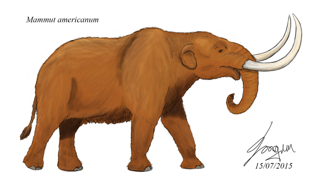 American Mastodon (Mammut americanum) - Know Your Mammals