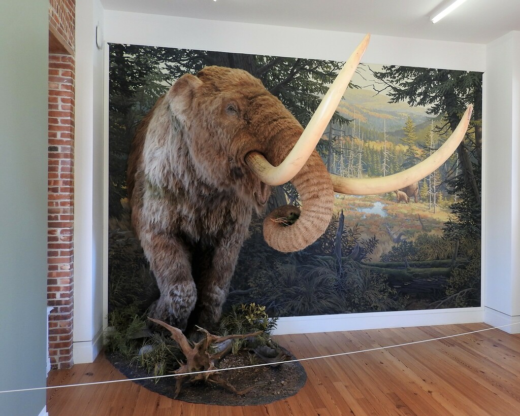 American Mastodon (Mammut americanum) - Know Your Mammals