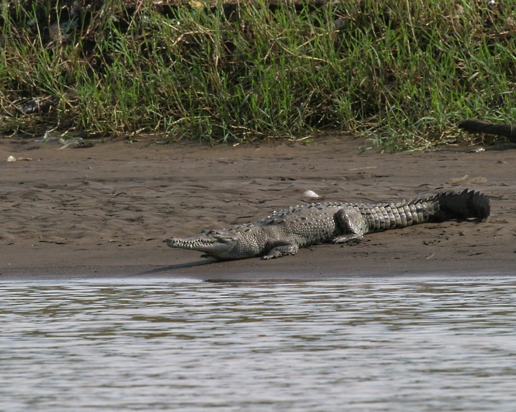 American Crocodile in November 2004 by Holly Greening · iNaturalist