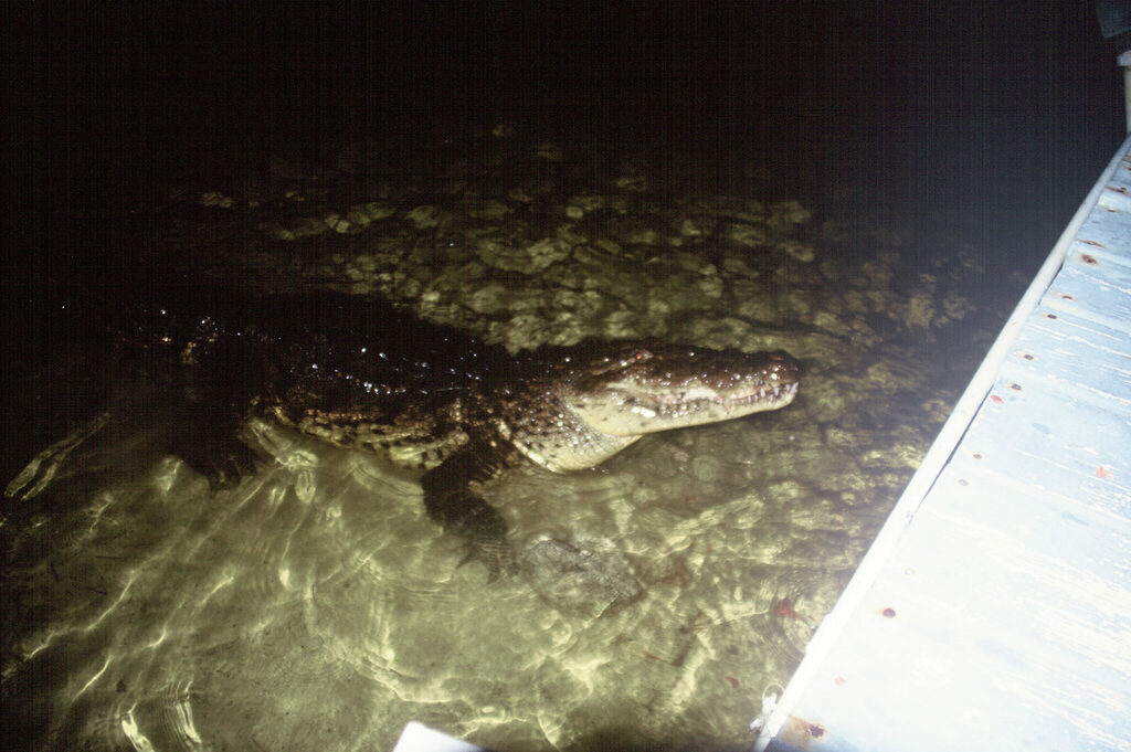 American Crocodile in January 2002 by Holly Greening. scan from slide ...
