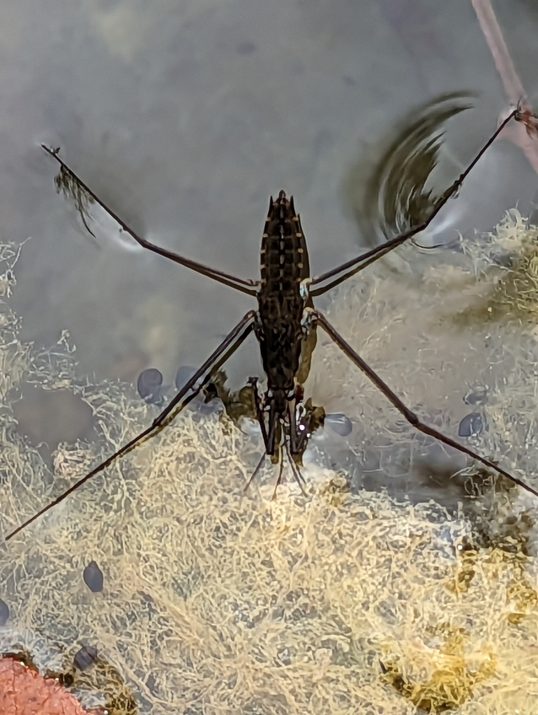 North American Common Water Strider from Clayton, CA 94517, USA on ...