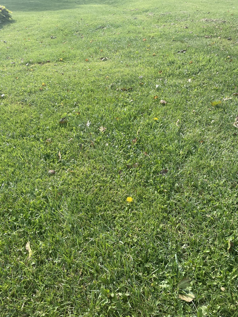 common dandelion from Joseph A. Ghiz Memorial City Park, Charlottetown ...