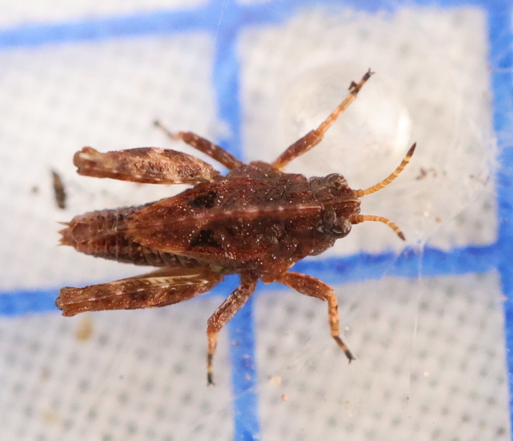 Common Groundhopper from Cumbria, UK on October 10, 2023 at 10:53 AM by ...