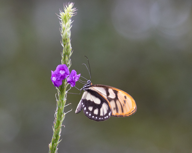 Athesis acrisione from Zamora Canton, Ecuador on August 23, 2023 at 06: ...