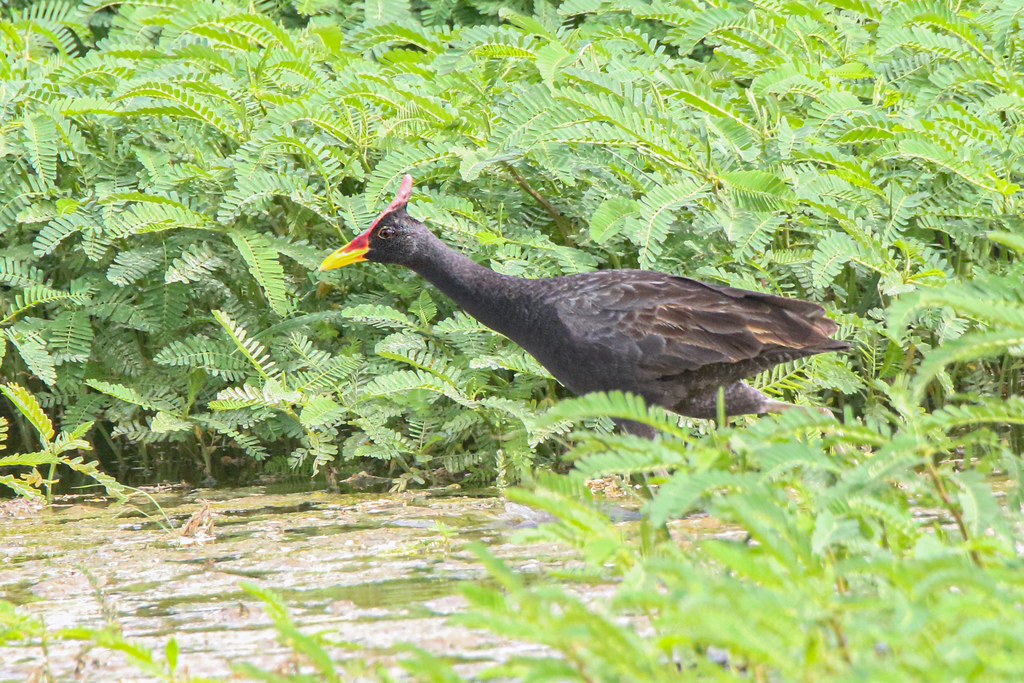 Watercock from Thatta, Sindh, Pakistan on July 3, 2021 at 03:26 PM by ...