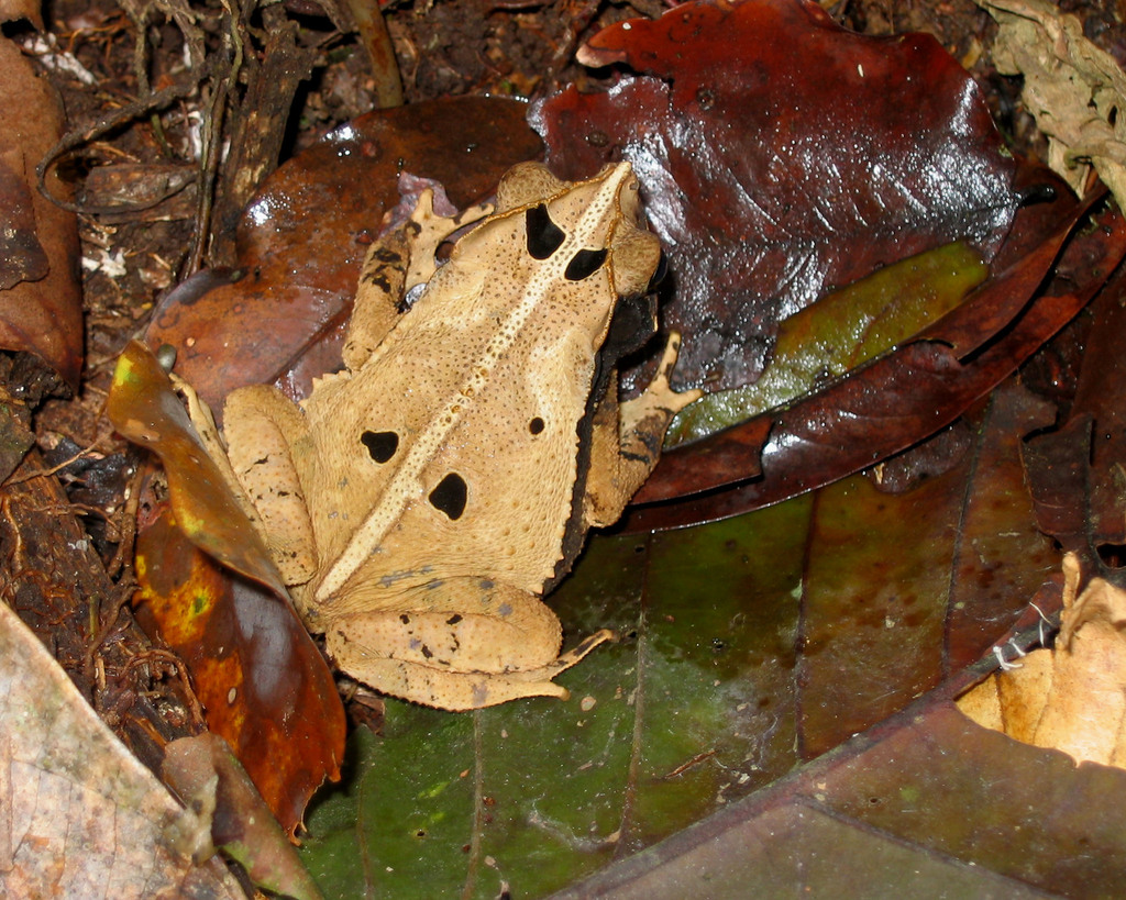 South American Common Toad from Tambopata, Peru on July 28, 2007 at 01: ...