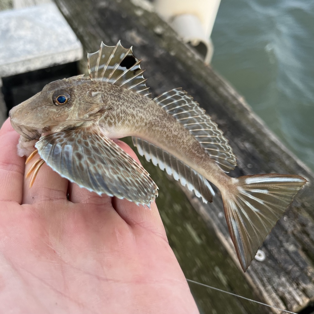 Northern Searobin from Chesapeake Bay, Cape Charles, VA, US on October ...