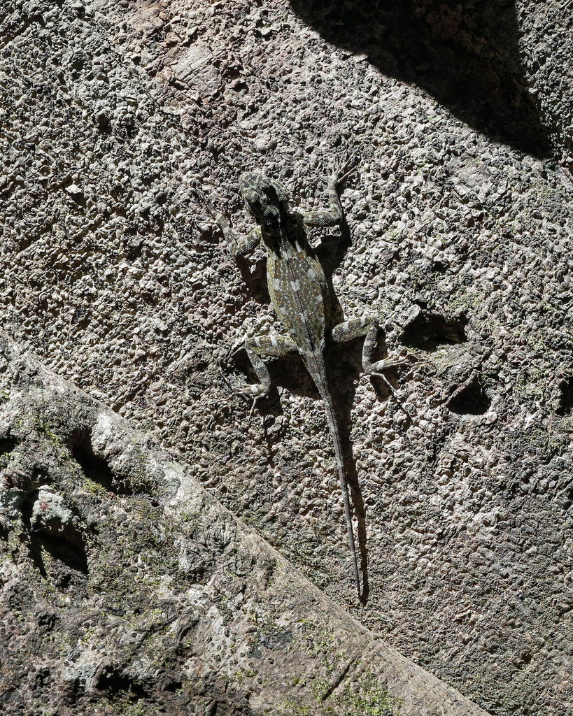 Collared Treerunner from Tambopata, Peru on October 30, 2022 at 01:25 ...