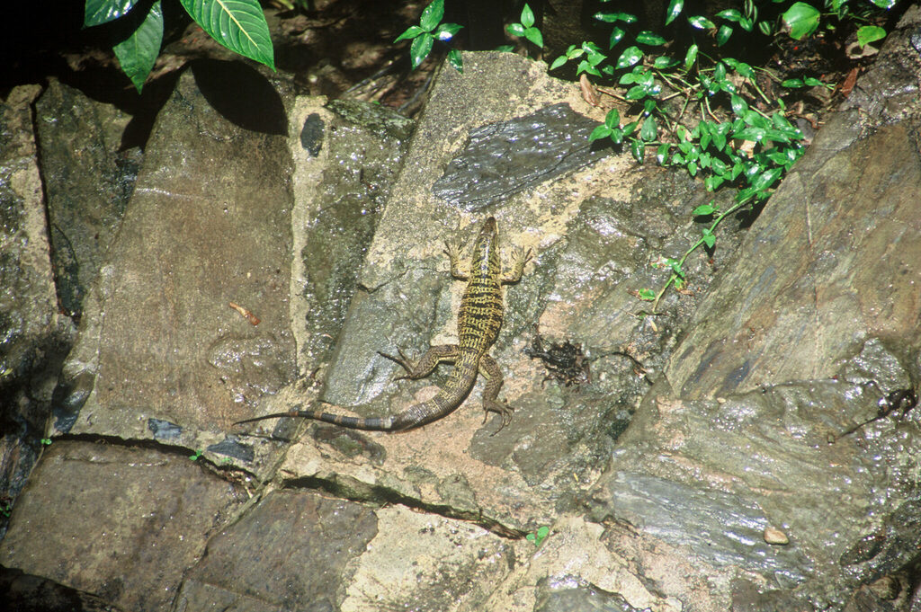 Cryptic Golden Tegu from Asa Wright_Spring Hill Estate, PO Box 4710 ...