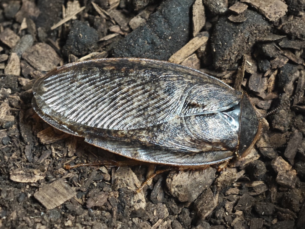 Eupolyphaga sinensis from 中国北京市海淀区 on September 30, 2023 at 08:04 PM by ...