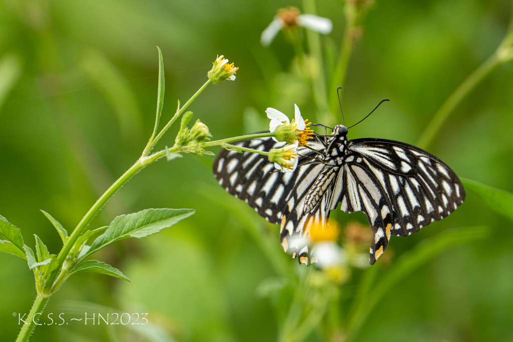 Common Mime Swallowtail in July 2023 by kcss · iNaturalist