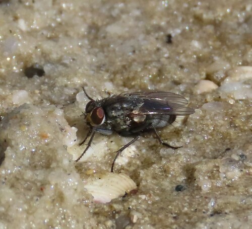 Lispe marina · iNaturalist