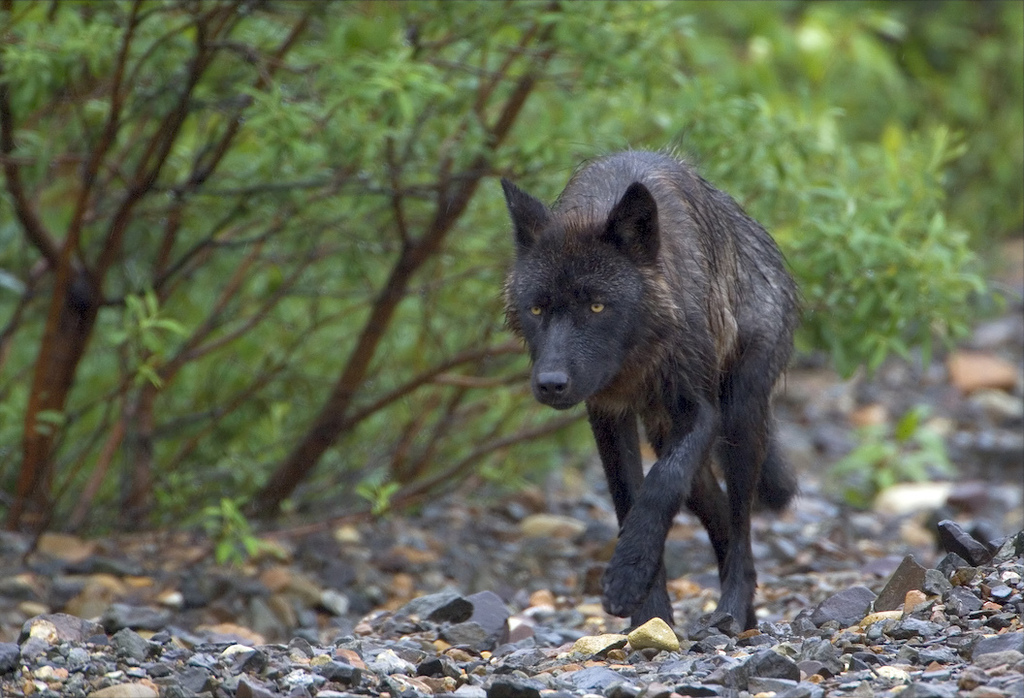 Northwestern Wolf from Denali Borough, AK, USA on July 19, 2005 at 04: ...