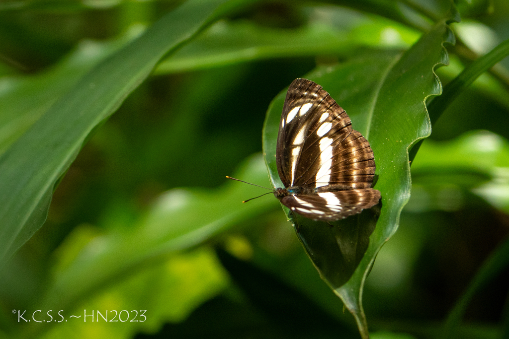 Southern Sullied Sailer in July 2023 by kcss · iNaturalist