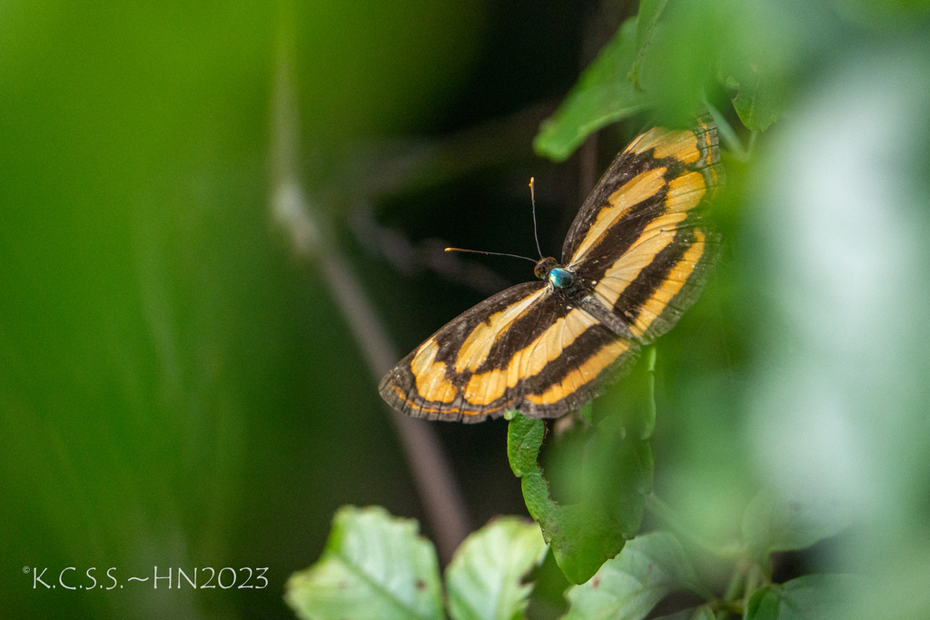 Common Lascar in July 2023 by kcss · iNaturalist