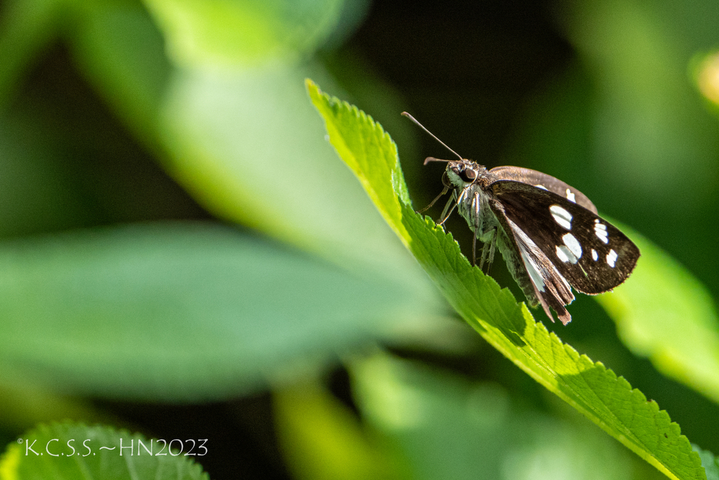 Grass Demon in July 2023 by kcss · iNaturalist