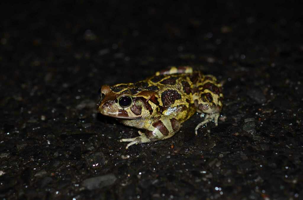 Western Leopard Toad from Tokai, Cape Town, Western Cape, South Africa ...