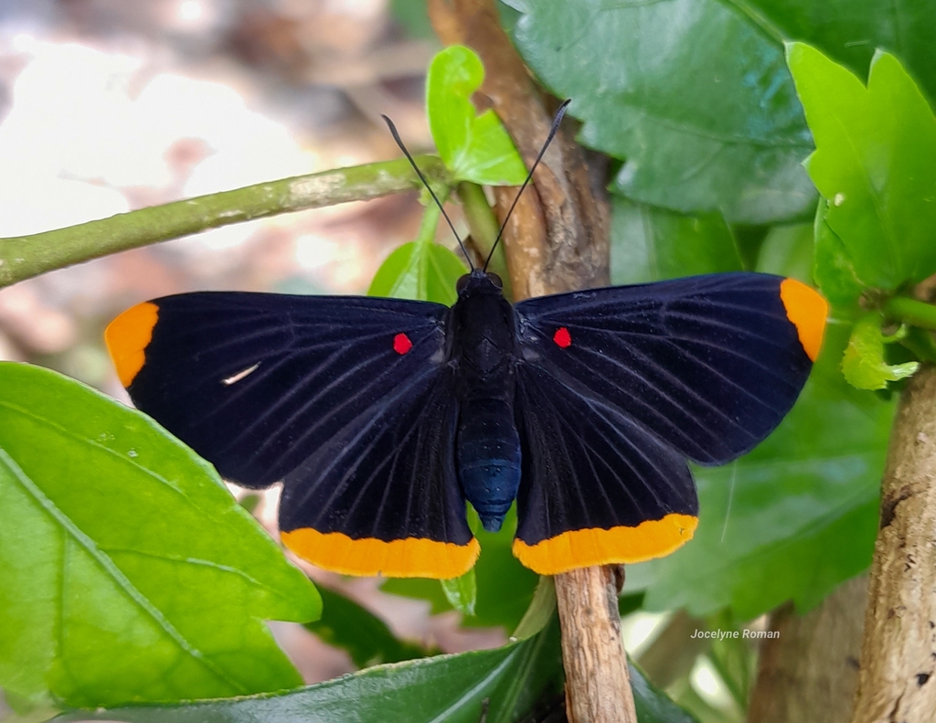 Smith's Pixie from Gonzalo Pizarro, Ecuador on October 9, 2023 at 01:21 ...