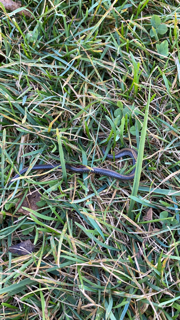 Red-bellied Snake from Edgar Springs on October 10, 2023 at 11:30 AM by ...