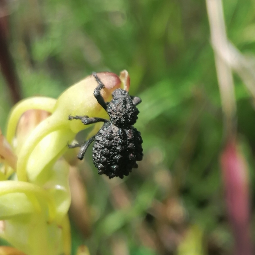 Lily Weevils from Kenilworth, Cape Town, 7745, South Africa on October ...