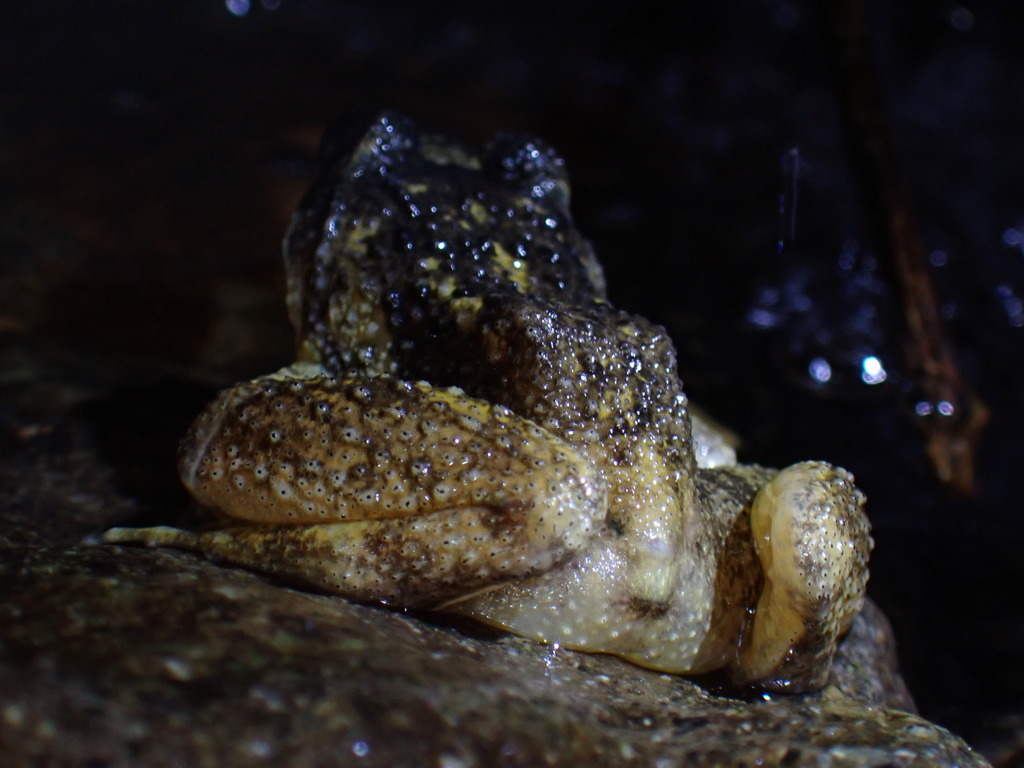 Lesser Spiny Frog in August 2022 by kcss · iNaturalist