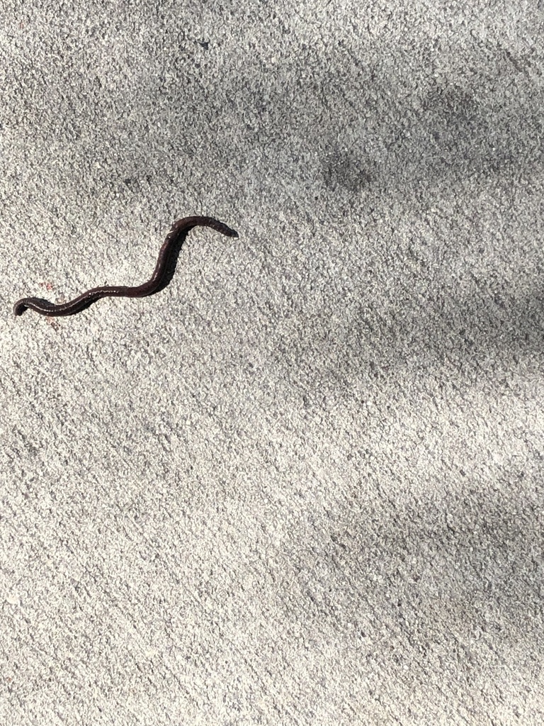 Common Earthworm from Burgundy Square, Tampa, FL, US on September 18 ...