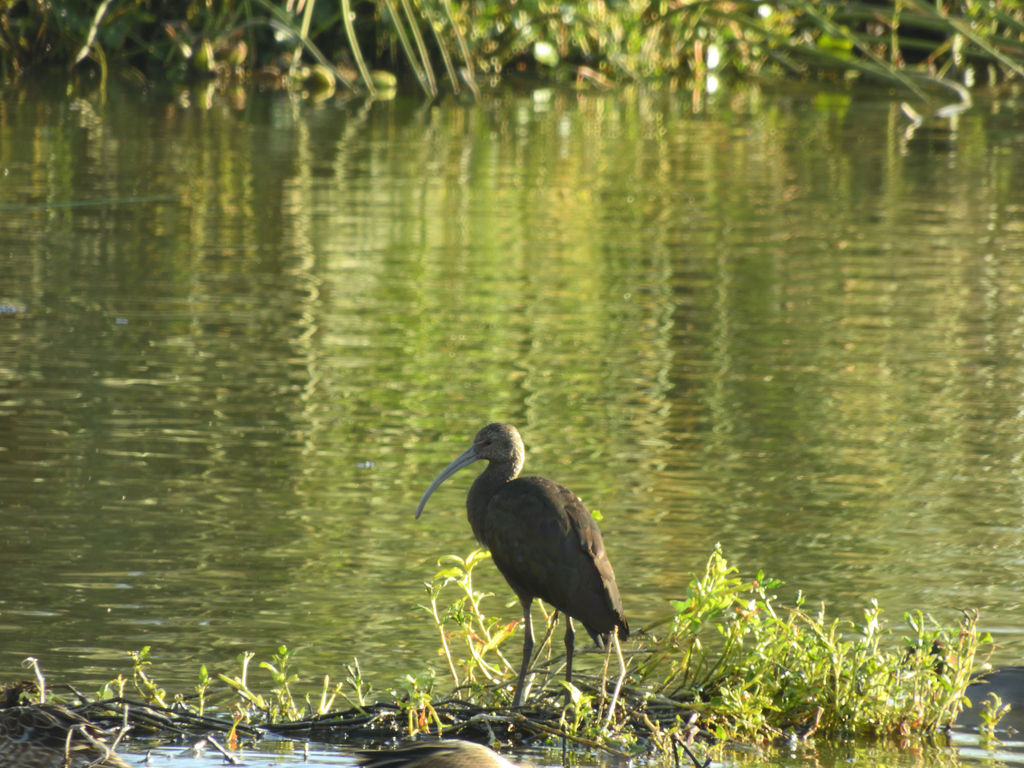 White-faced Ibis from Santa María Acuitlapilco, Xitototla, 90110 ...