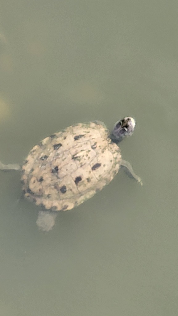 Ouachita Map Turtle from University of South Florida on October 10 ...