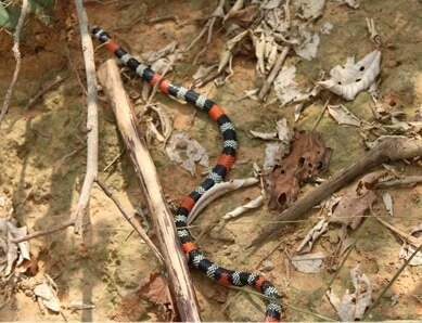Pygmy Coralsnake (Micrurus dissoleucus) - Snakes and Lizards