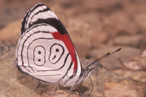 Subspecies Diaethria anna salvadorensis · iNaturalist