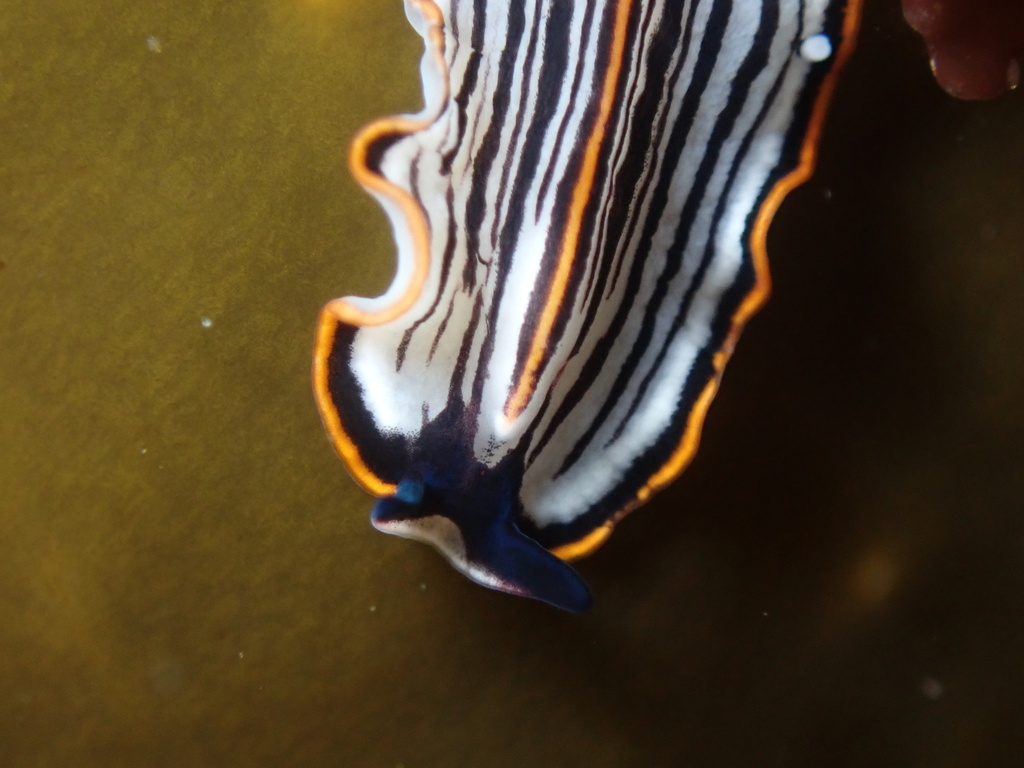 Praestheceraeus bellostriatus (Polyclad flatworms of California) · iNaturalist