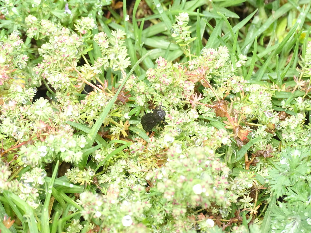 Asidini in October 2023 by Anayeli Guzmán Enríquez · iNaturalist