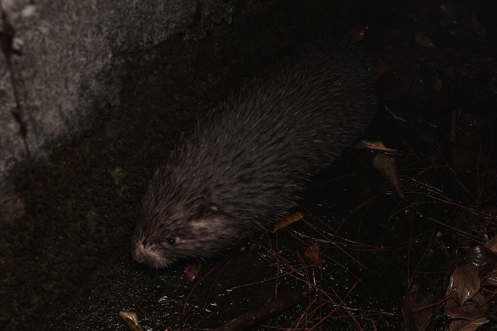 Chinese Bamboo Rat from 东钱湖风景名胜区, 宁波市, 浙江省, CN on October 11, 2023 at ...