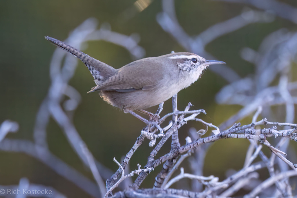 Bewick's Wren from San Diego County, CA, USA on September 29, 2023 at ...