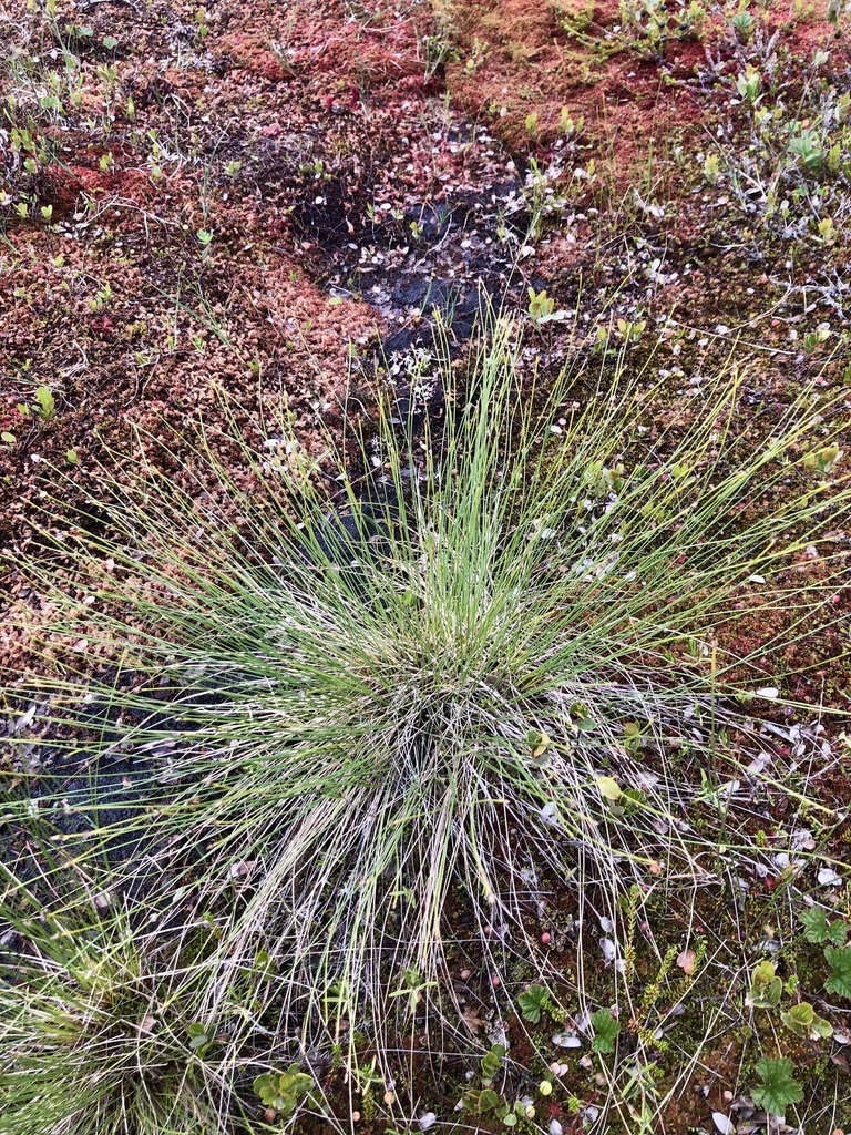 Tufted Bulrush from Côte-Nord, QC, Canada on July 25, 2023 at 04:33 PM ...