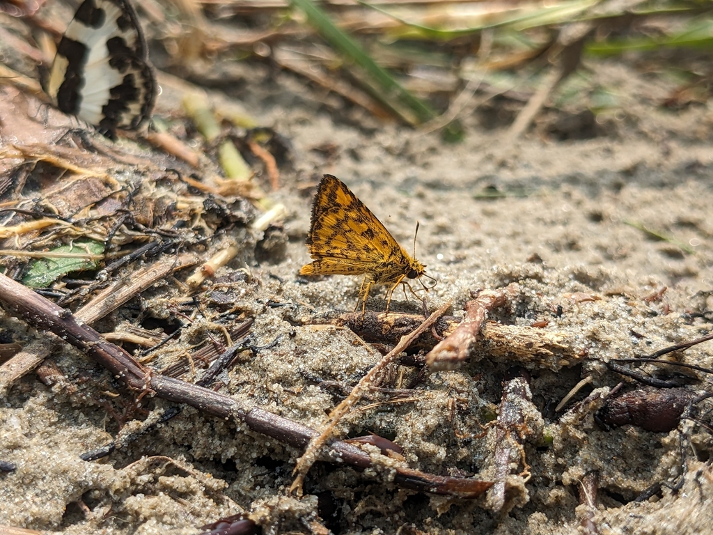 Common Bush Hopper from East Kameng, IN-AR, IN on October 9, 2023 at 11 ...