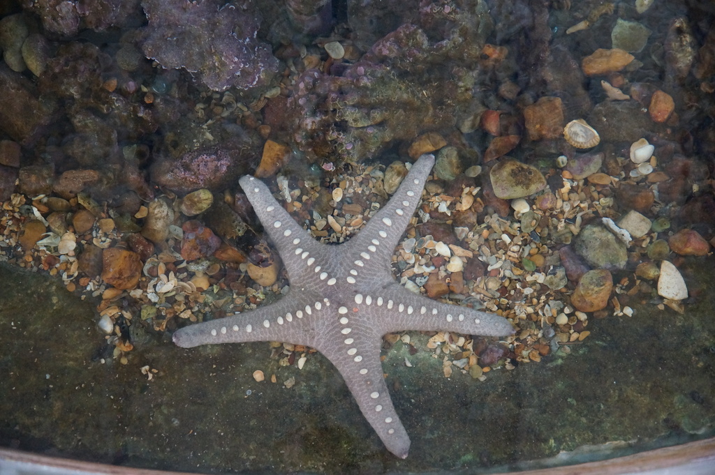 Superb Sea Star from Sai Thai, Mueang Krabi District, Krabi 81000 ...