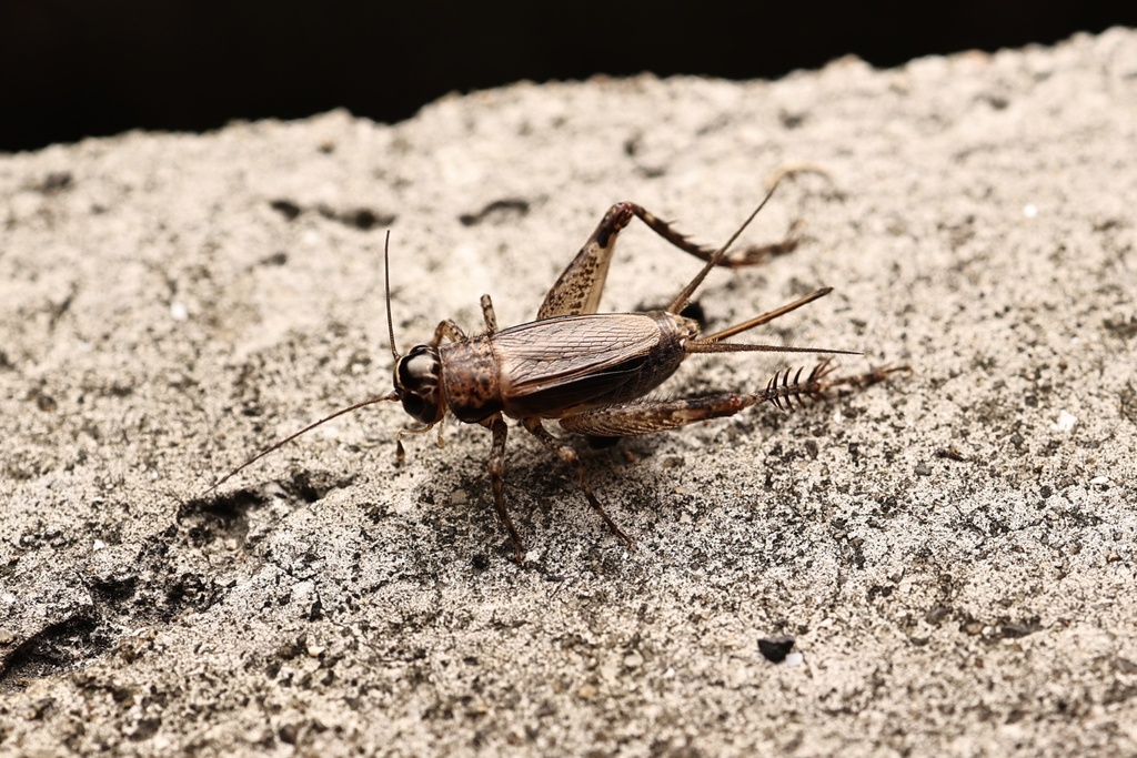 Hard-headed Crickets from 东钱湖风景名胜区, 宁波市, 浙江省, CN on October 10, 2023 at ...
