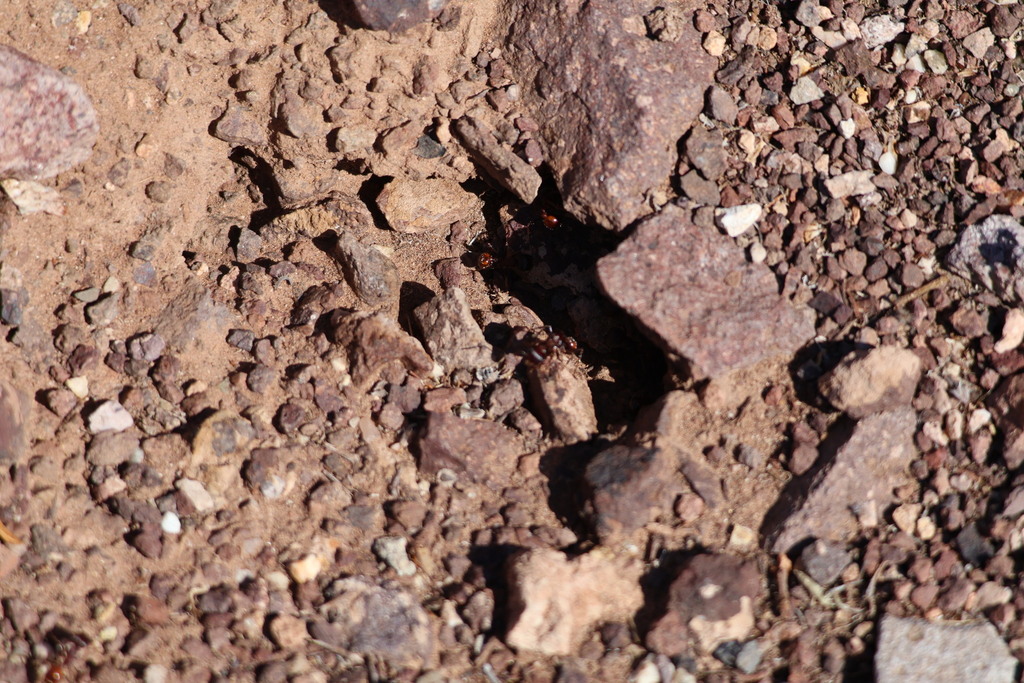 Typical American Harvester Ants from Clark County, NV, USA on October 3 ...