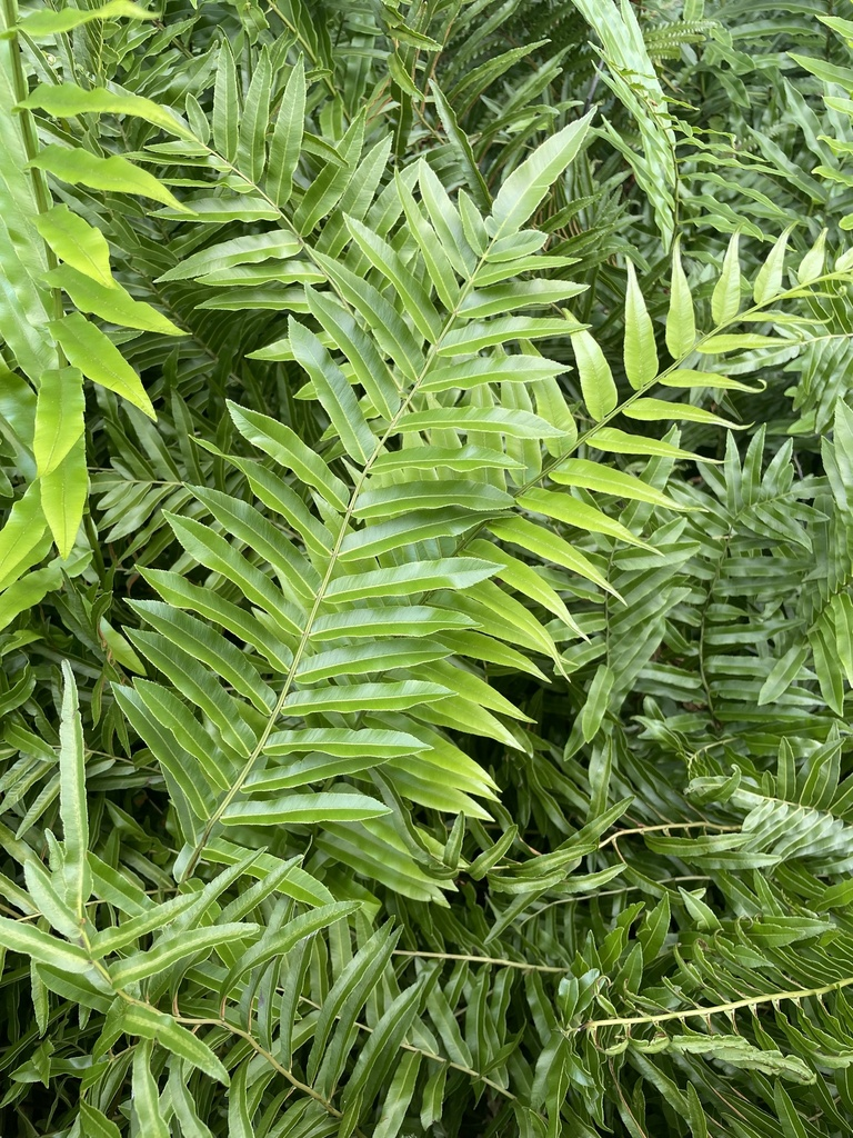 toothed midsorus fern from Waterfront Arts District, St. Petersburg, FL ...
