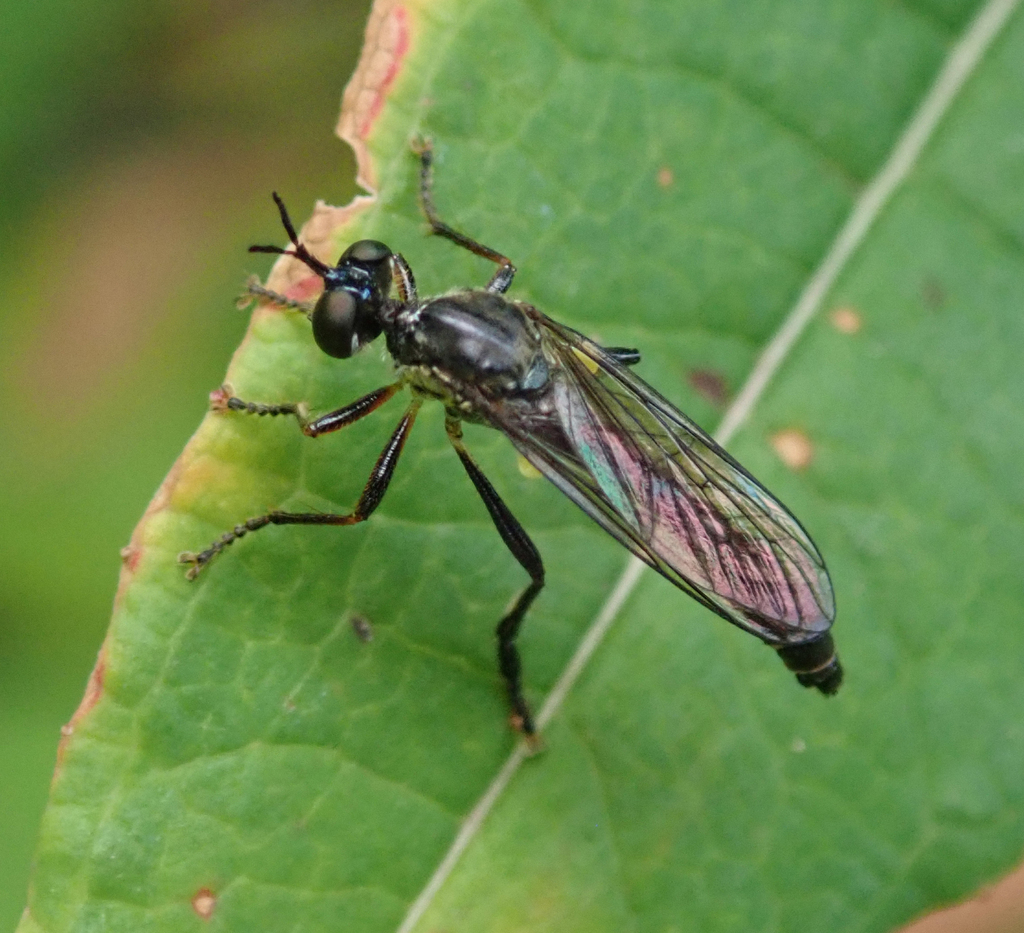 Stripe-legged Robber Fly from Poynton, Stockport, UK on June 29, 2023 ...