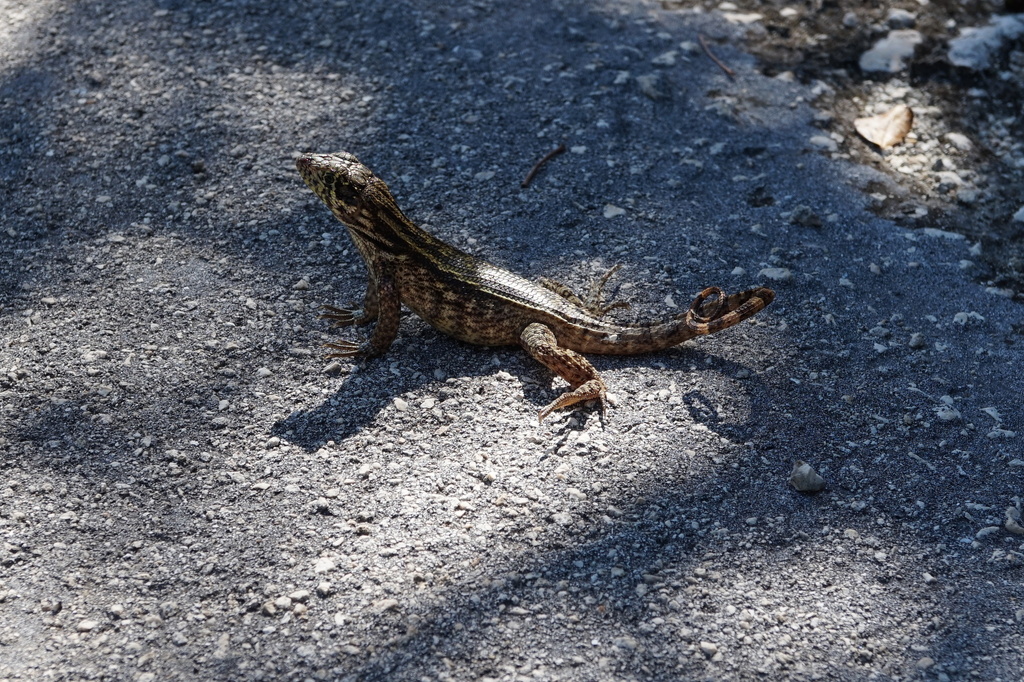 Northern Curly-tailed Lizard from Castaway Cay, The Bahamas on October ...