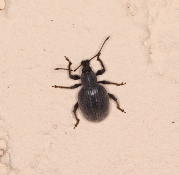 Lilac Root Weevil from 83230 Bormes-les-Mimosas, France on October 8 ...
