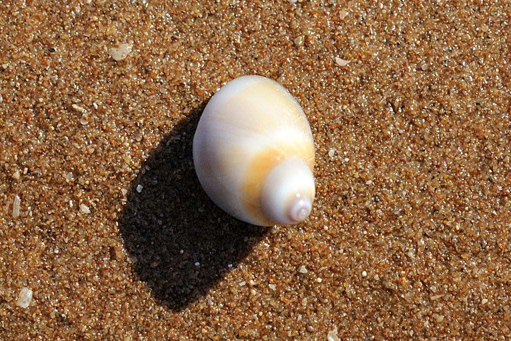 Conical Moon Snail from Port Hedland on September 22, 2023 at 08:41 AM ...