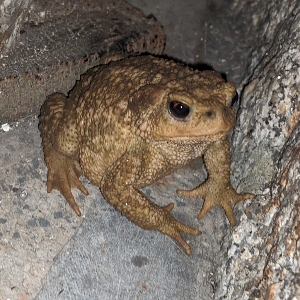 Spiny Toad from 4590 Paços de Ferreira, Portugal on October 10, 2023 at ...