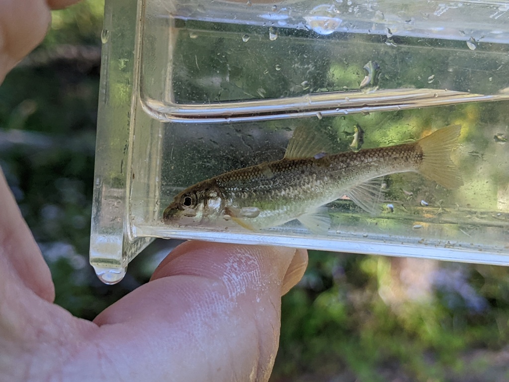 Central Stoneroller from Breathitt County, KY, USA on October 3, 2023 ...