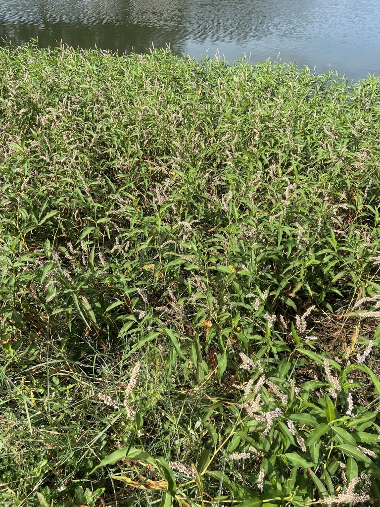 swamp smartweed from Tampa, FL, USA on October 10, 2023 at 02:08 PM by ...