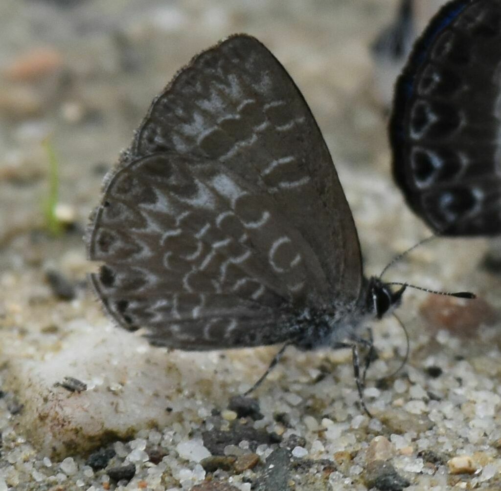 Celastrina acesina from Yalimo Regency, Papua, Indonésie on August 1 ...