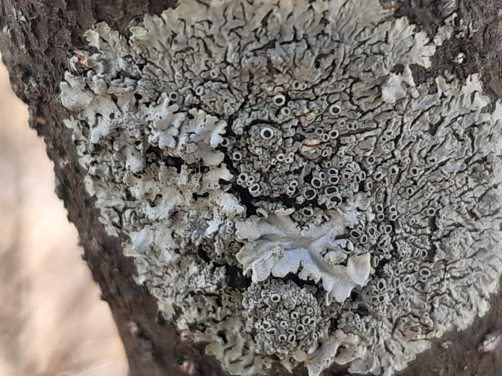 Hoary Rosette Lichen from 76229 Qro., México on October 9, 2023 at 01: ...